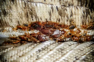 Bedbugs: How to Identify and Prevent an Infestation