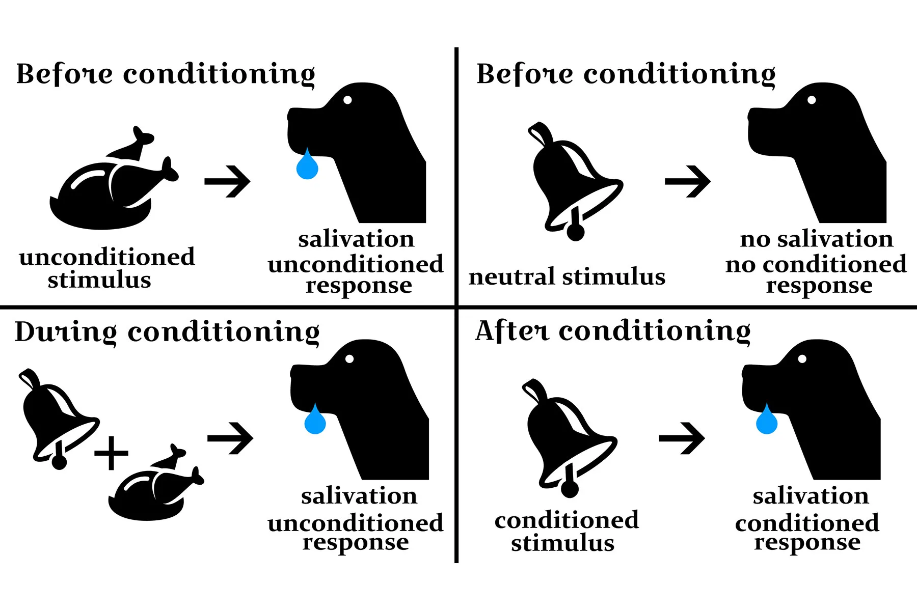 Classical Conditioning: Exploring Pavlov's Famous Experiment