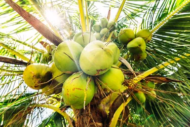 Coconut: Health Benefits and Nutrition