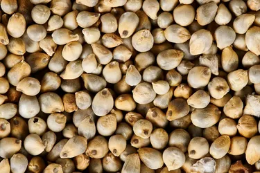 Millet: Health Benefits, Nutrients per Serving, Preparation Information ...