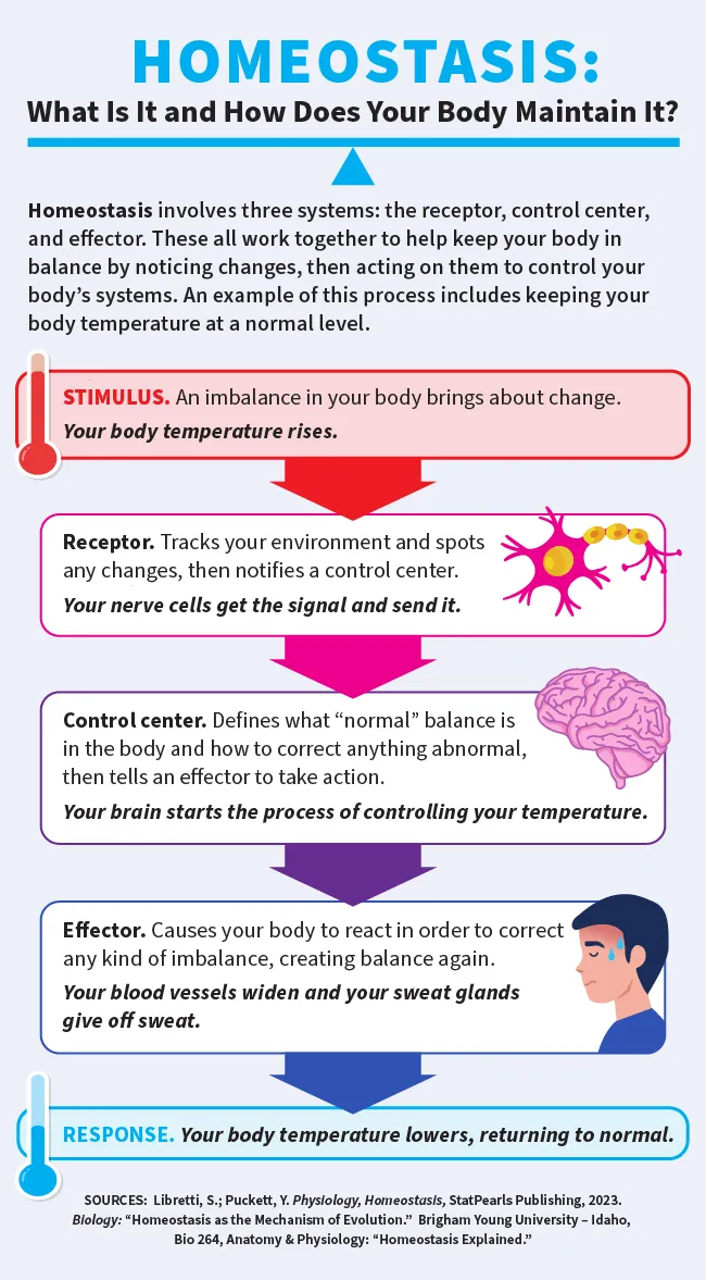 What Does Homeostasis Mean?