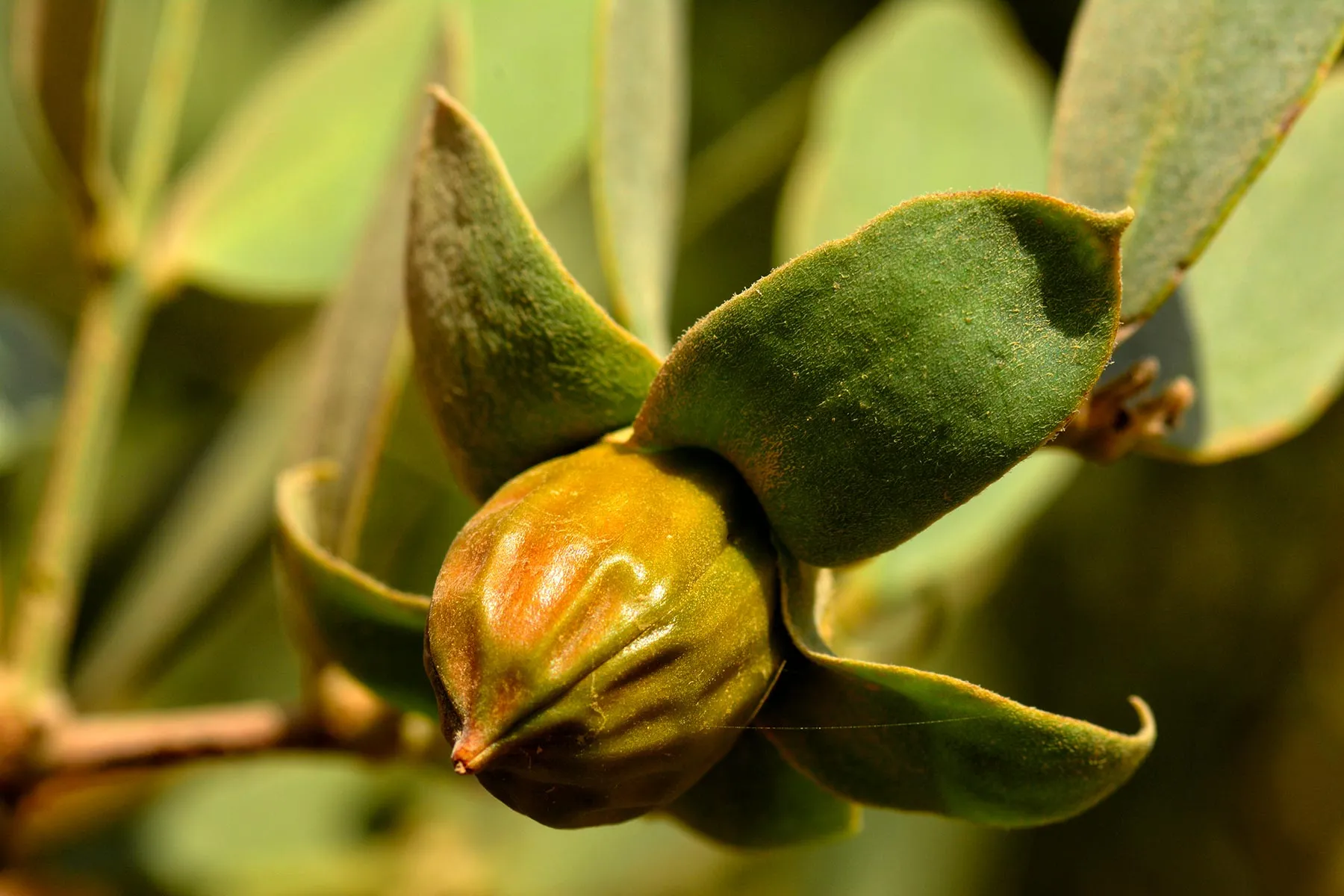 Jojoba Oil: Benefits and Side Effects