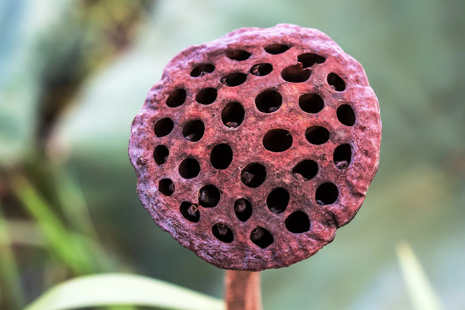 Trypophobia: Triggers, Symptoms, Diagnosis, and Treatment