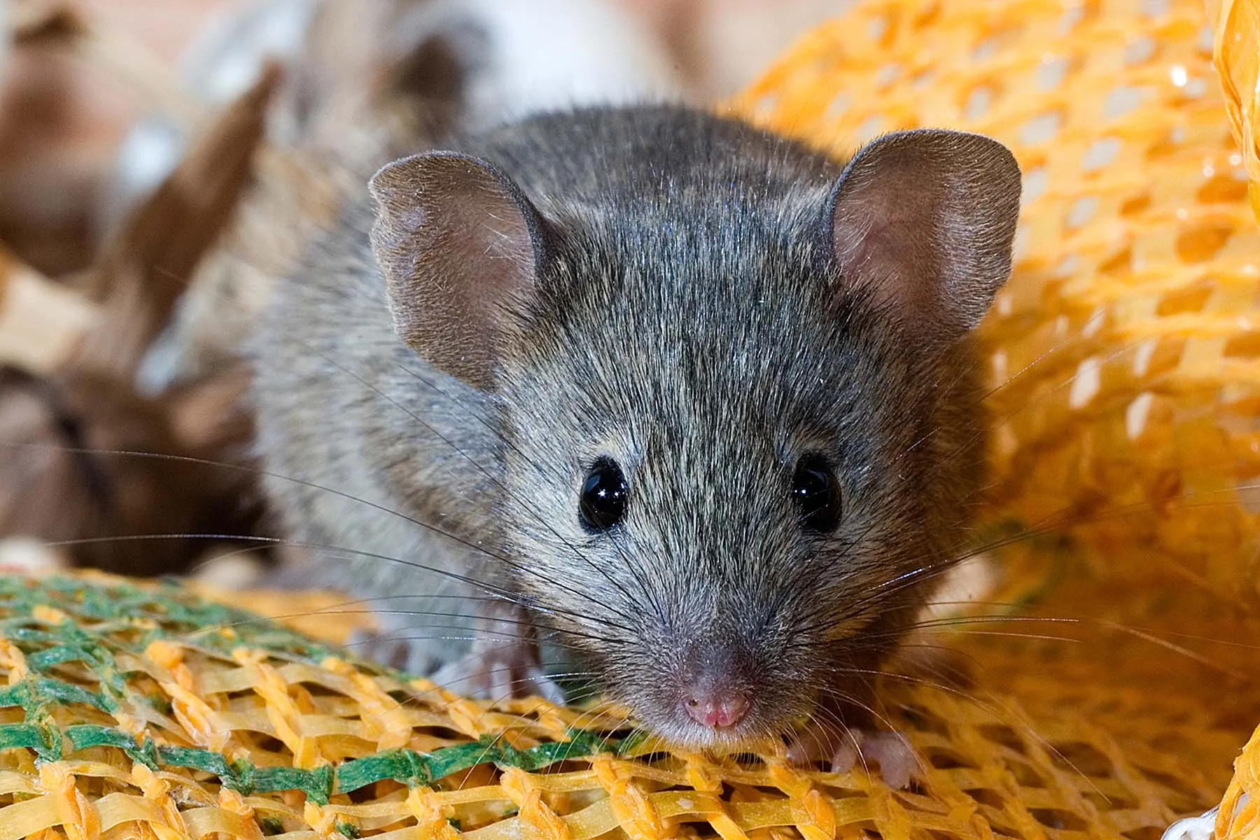 Mice: Identification, Infestations, and Health Hazards