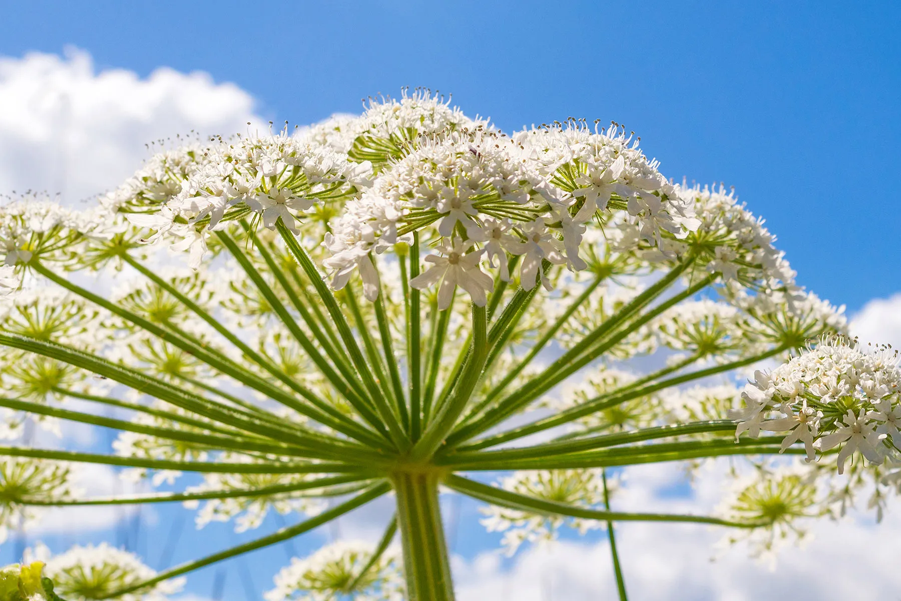 Giant Hogweed: Identification and Poison Management