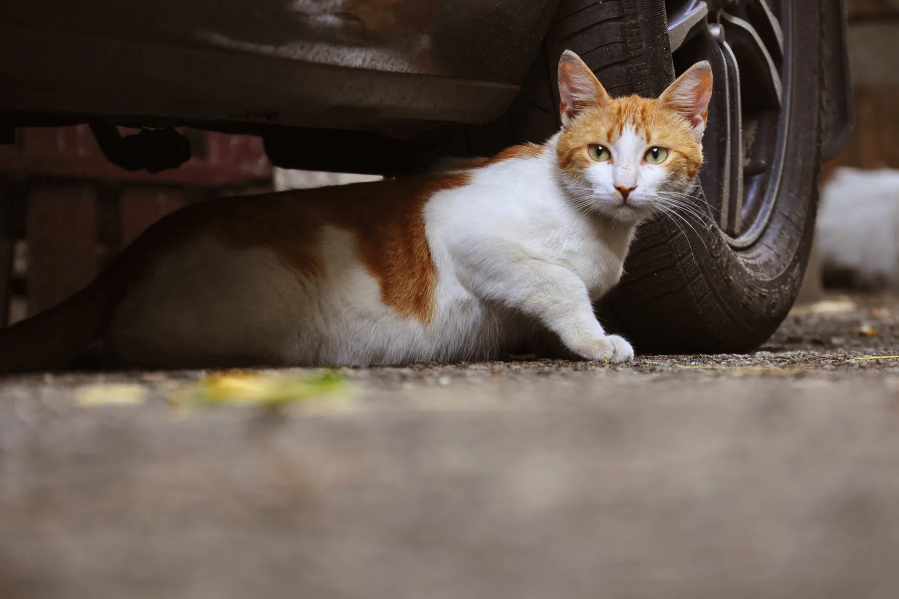 Stray and Feral Cats: How to Help Them