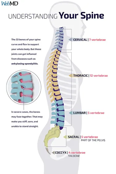 Spine Anatomy