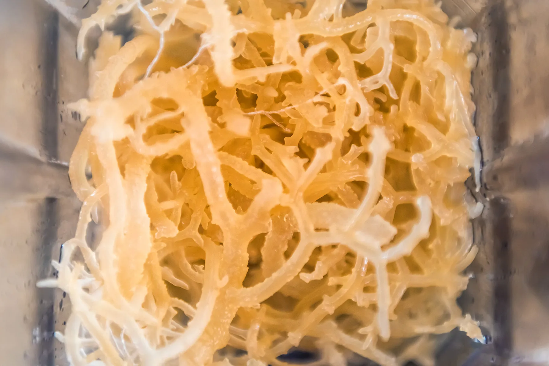 Sea Moss: Health Benefits and Side Effects