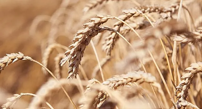 Wheat Allergy: Signs, Causes, Diagnosis