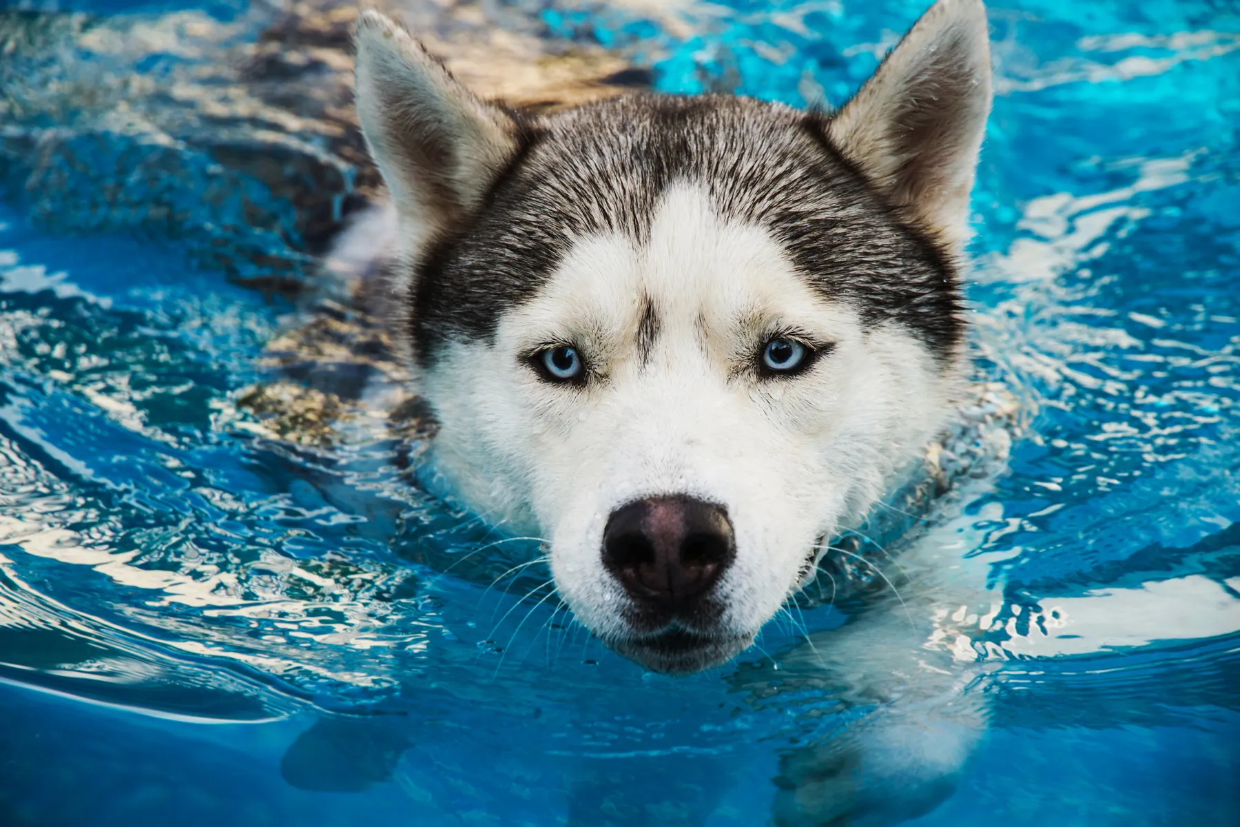 Dog Water Safety: Tips to Keep Your Pet Healthy