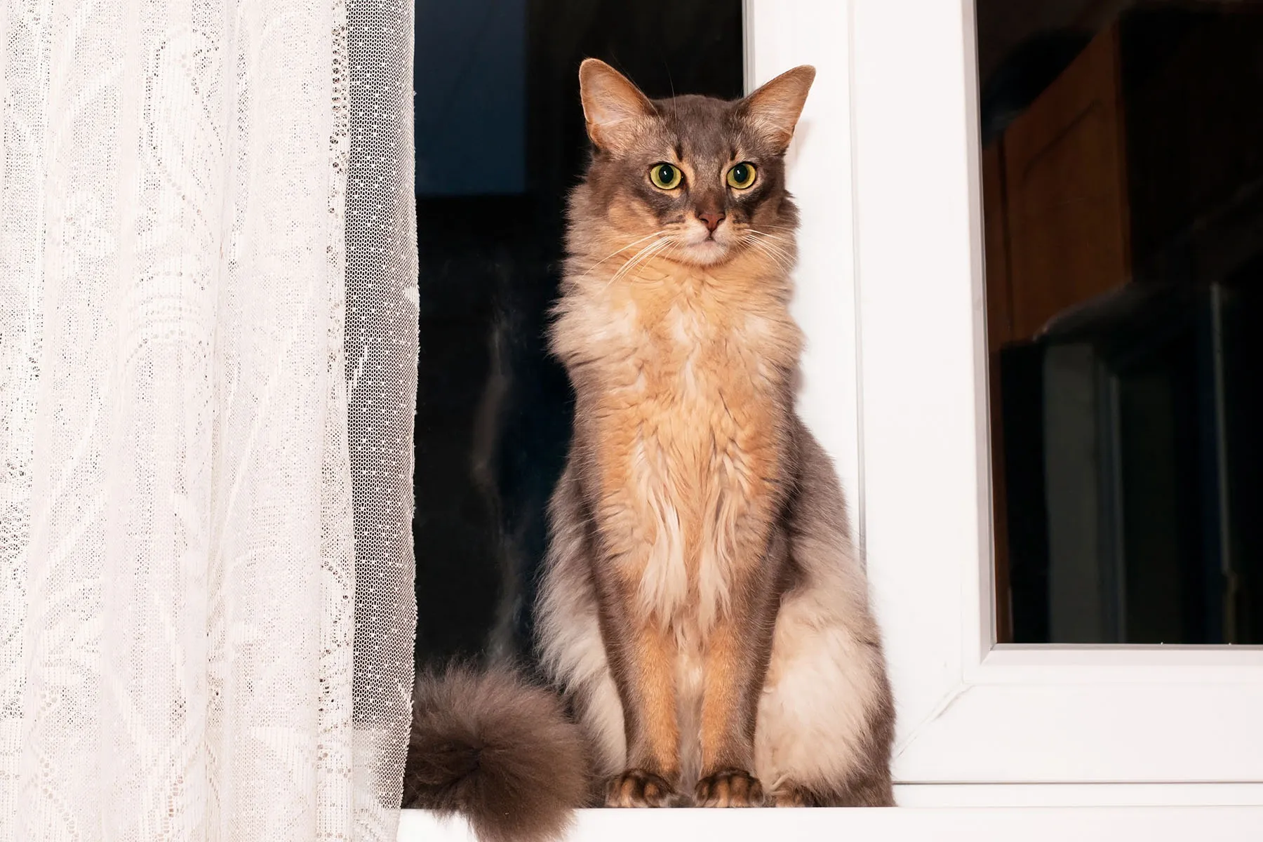 Somali Cat: What to Know