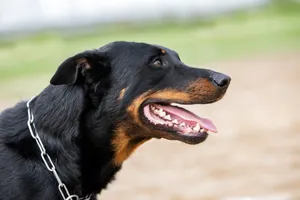 Beaucerons: The Dog for You?
