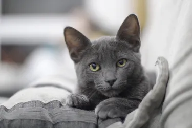 Chartreux Cats: What to Know