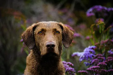 Chesapeake Bay Retrievers: What to Know