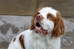 Clumber Spaniels: What to Know