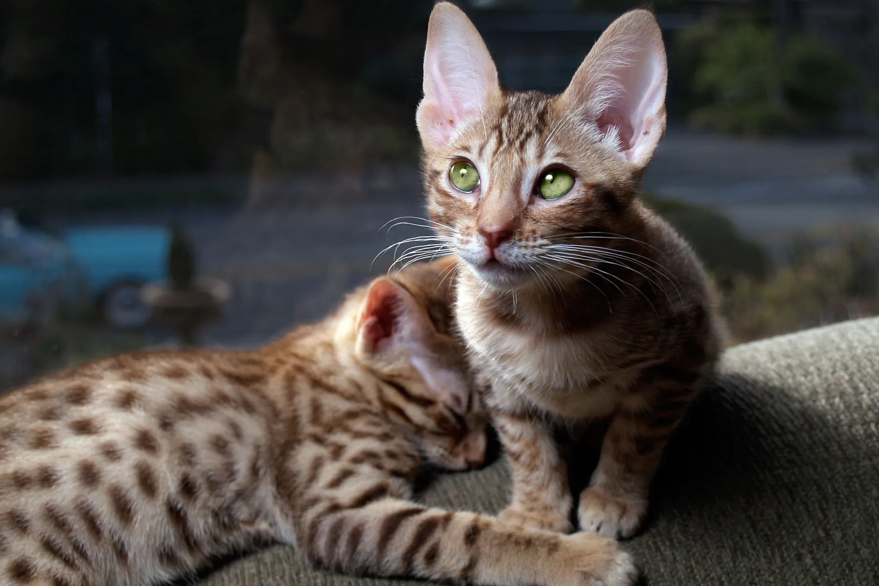 Ocicat Cat: What to Know