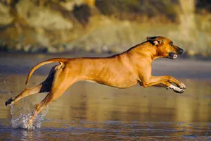 What to Know About Rhodesian Ridgebacks