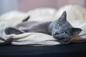 Russian Blue Cat Breed: Looks and Personality