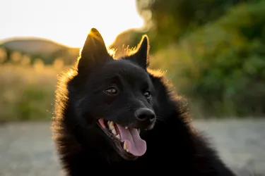 What to Know About Schipperkes