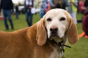 All About the Harrier Dog Breed