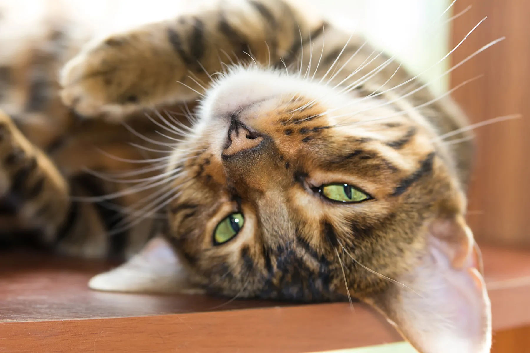 Toyger Cats: What To Know