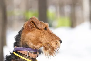 Welsh Terriers: What You Should Know