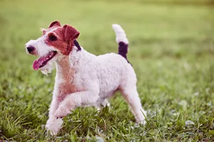 What to Know About Wire Fox Terriers
