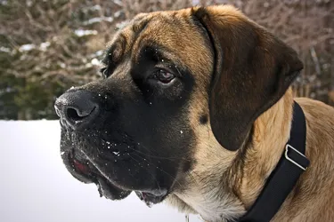What to Know About Mastiffs
