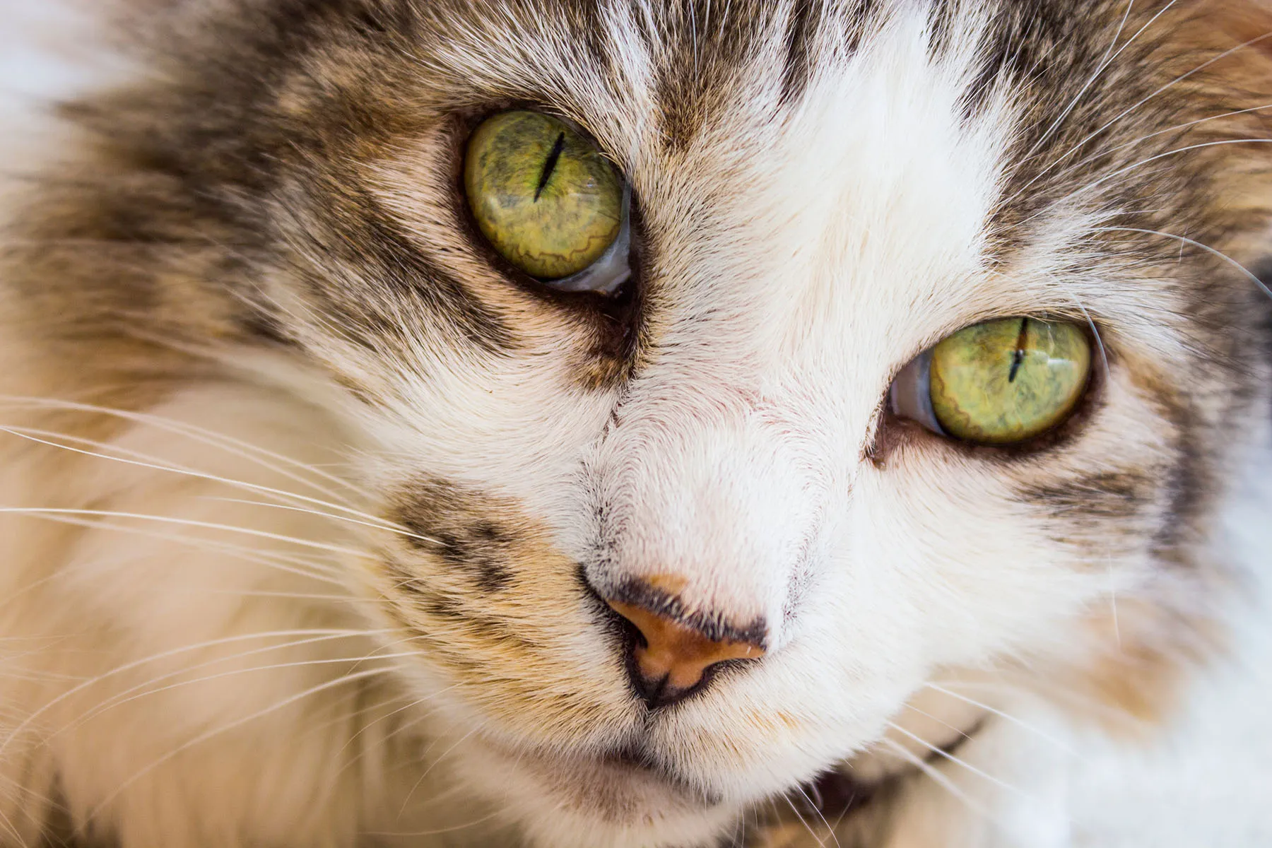 Pixiebobs: What to Know