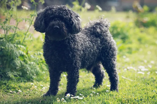 What To Know About a Pumi