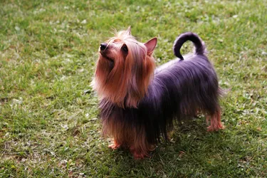 All About Silky Terriers