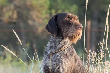 All About Wirehaired Pointing Griffons