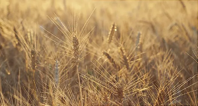 Wheat and Gluten Ingredients on Food Labels