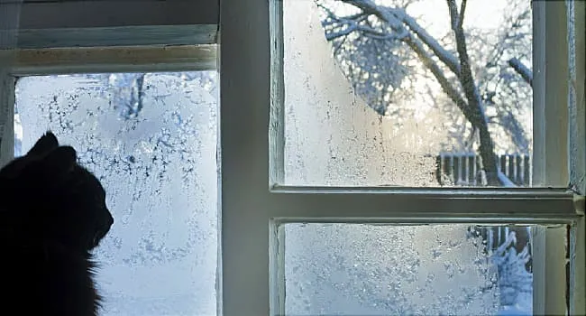 Learn More About Winter Allergies