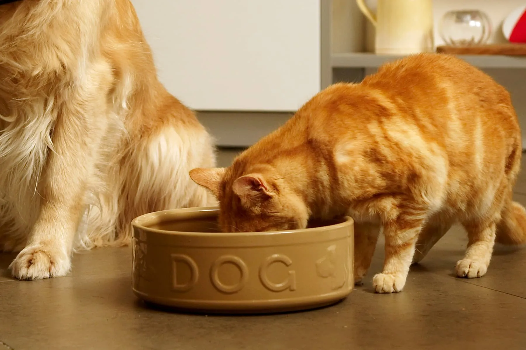 Harmful Foods Your Cat Should Never Eat: Tuna, Milk, Raw Fish, and More