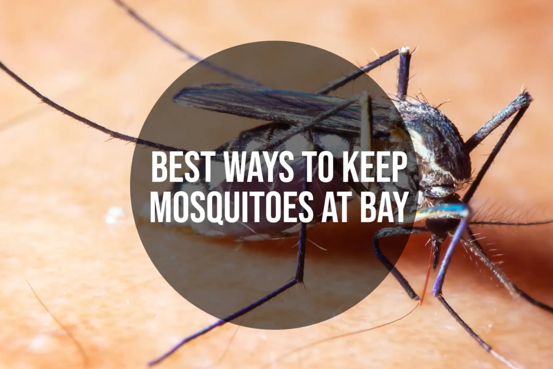 Countdown: Best Ways to Keep Mosquitoes at Bay