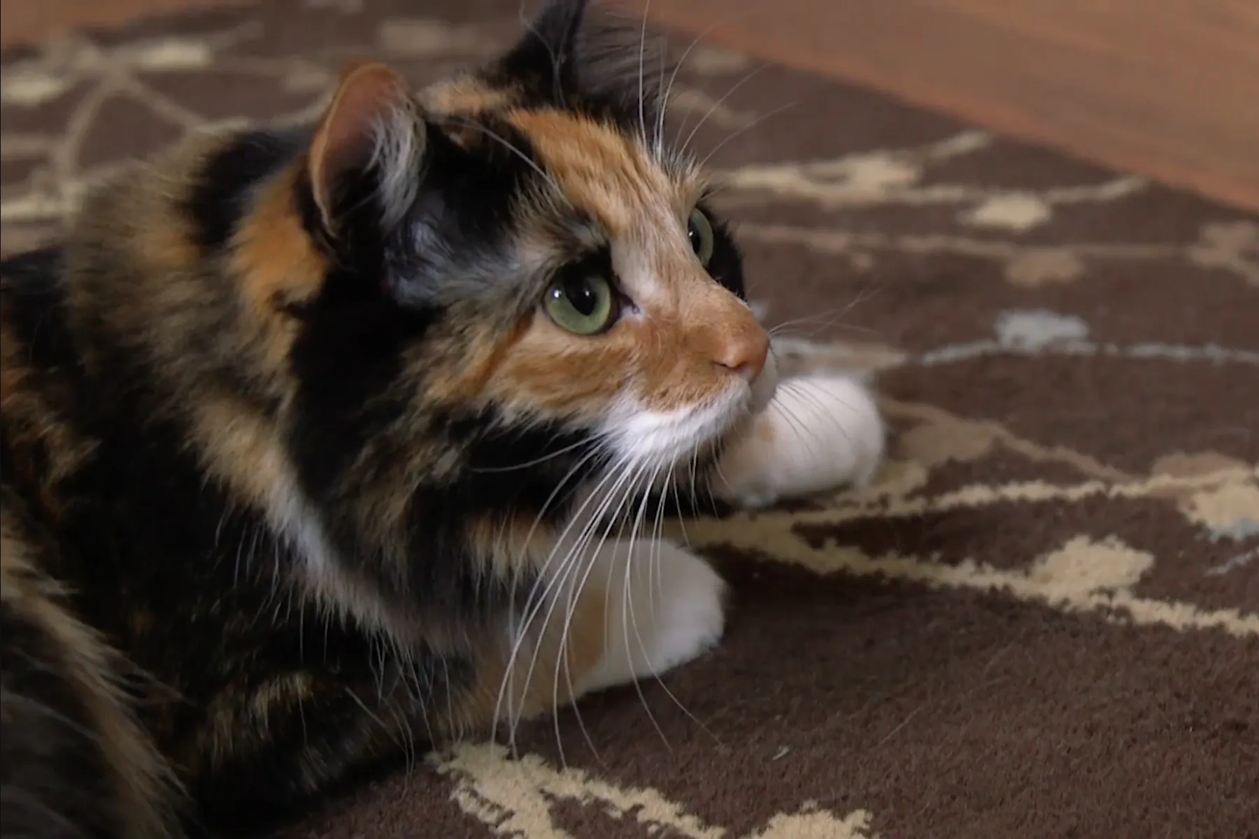 3 Things Your Cat Wants You to Know