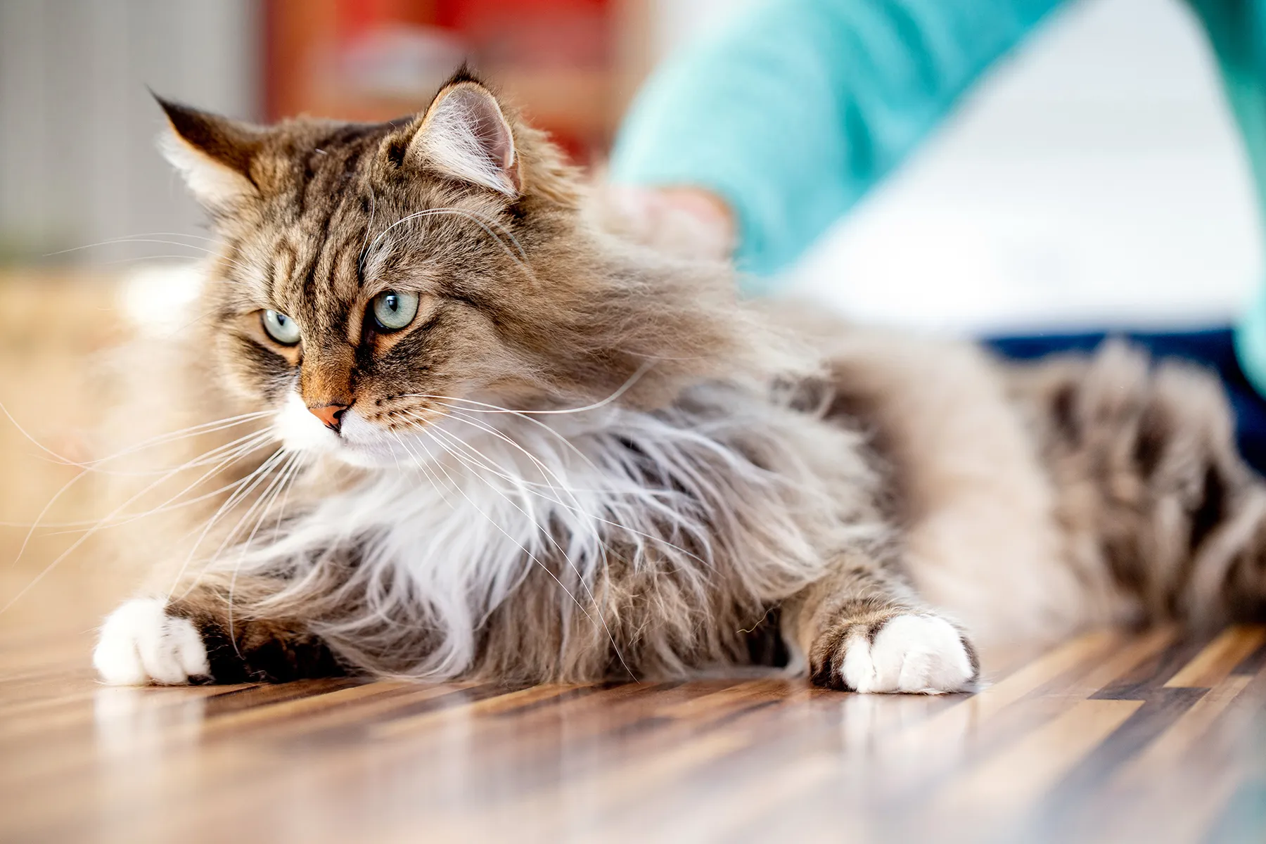 Expert Defines: How to Help Lengthen Your Cat’s Life