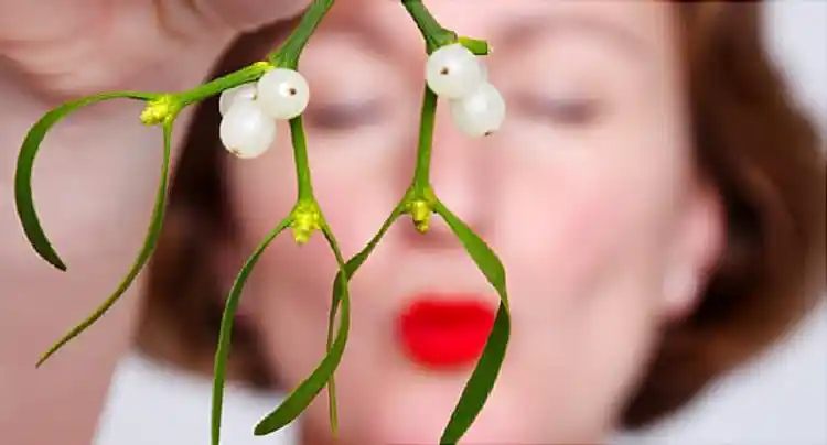 Is Mistletoe Poisonous?