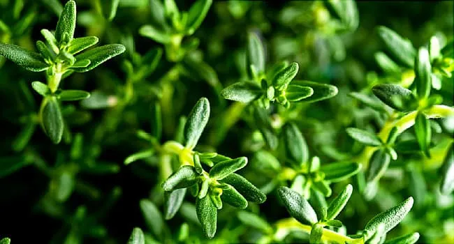 The Best Ways to Use and Store Thyme