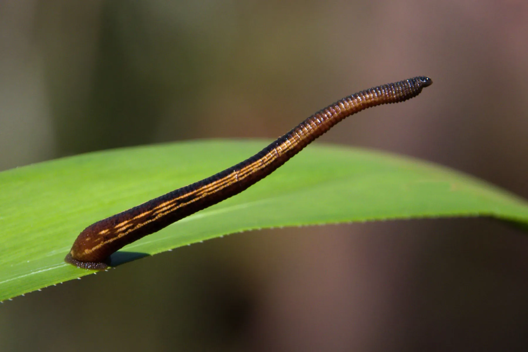 A History of Leeches in Medicine