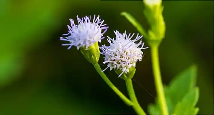 Video on Benefits and Risks of Horny Goat Weed