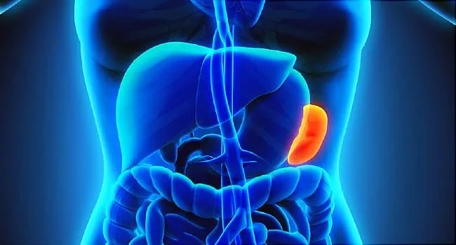 Enlarged Spleen: Causes, Symptoms, and Treatments