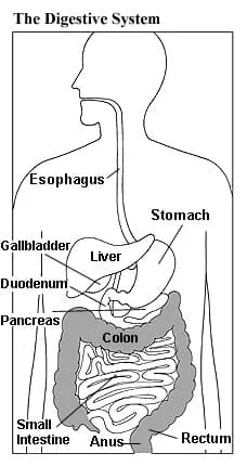The Basics of a Colonoscopy