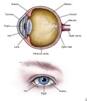 Ocular Hypertension: Causes, Symptoms, Tests, and Treatment