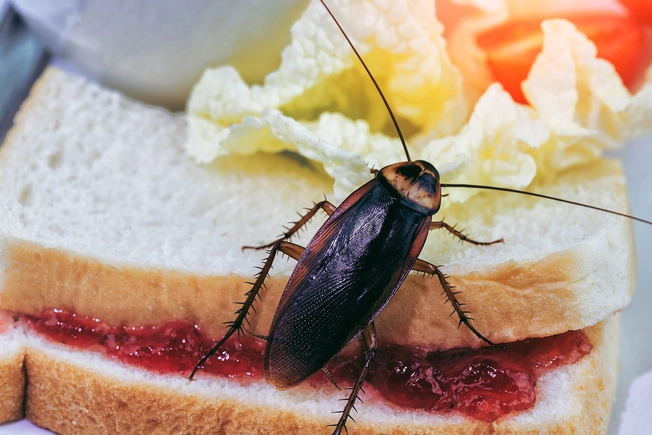 Bug Bites Pictures: Identifying Bugs and Bug Bites