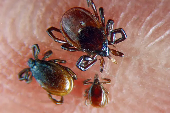 Bug Bites Pictures: Identifying Bugs and Bug Bites