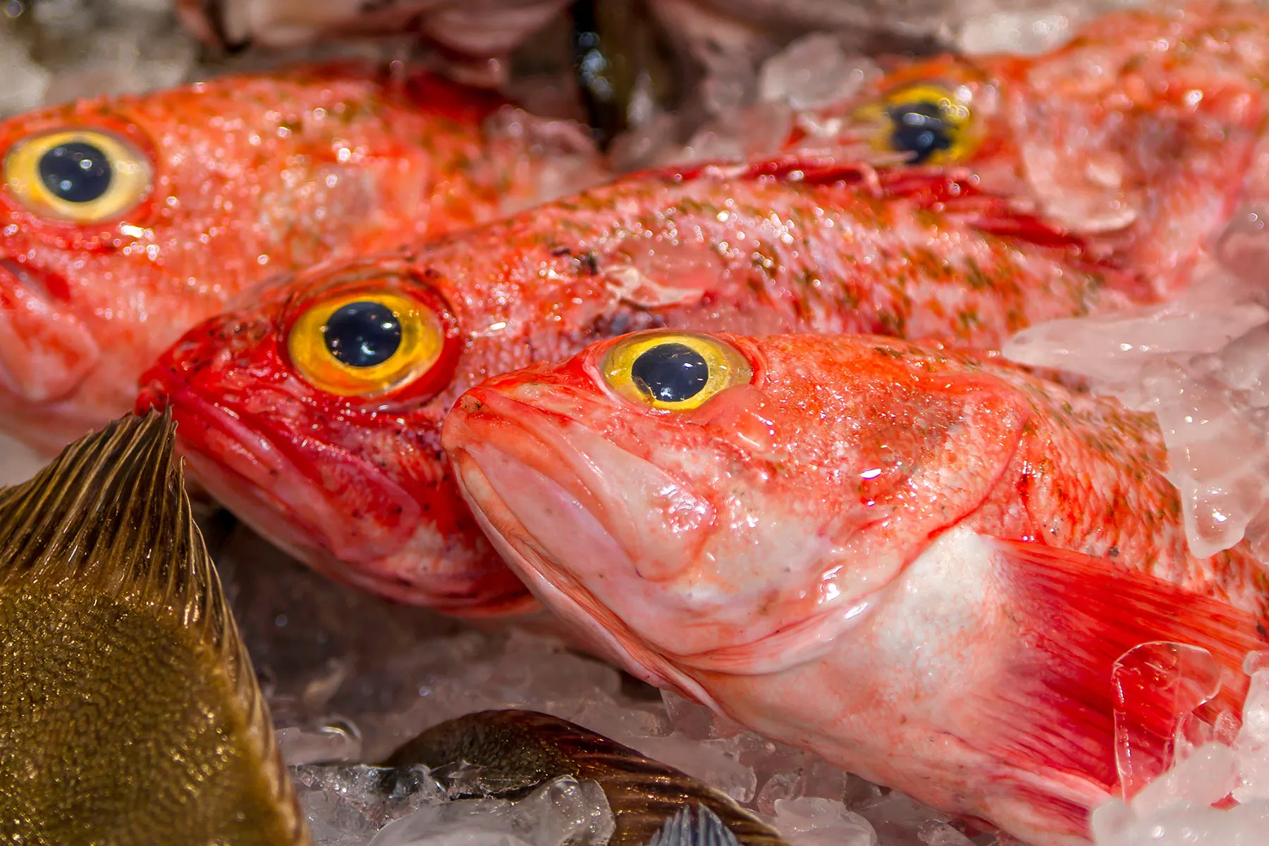 What You Need to Know About Mercury in Fish and Shellfish