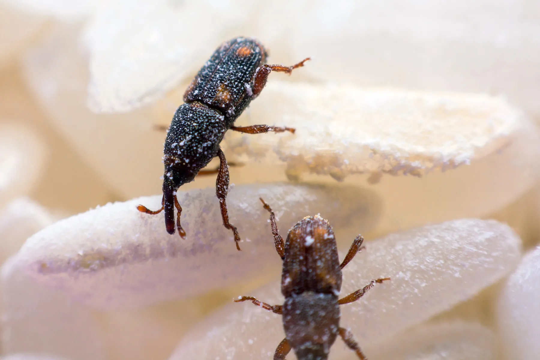Weevils: What They Are, Health Risks, Getting Rid of Them, and More