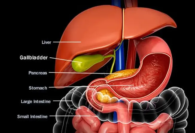 Visual Guide To Your Gallbladder